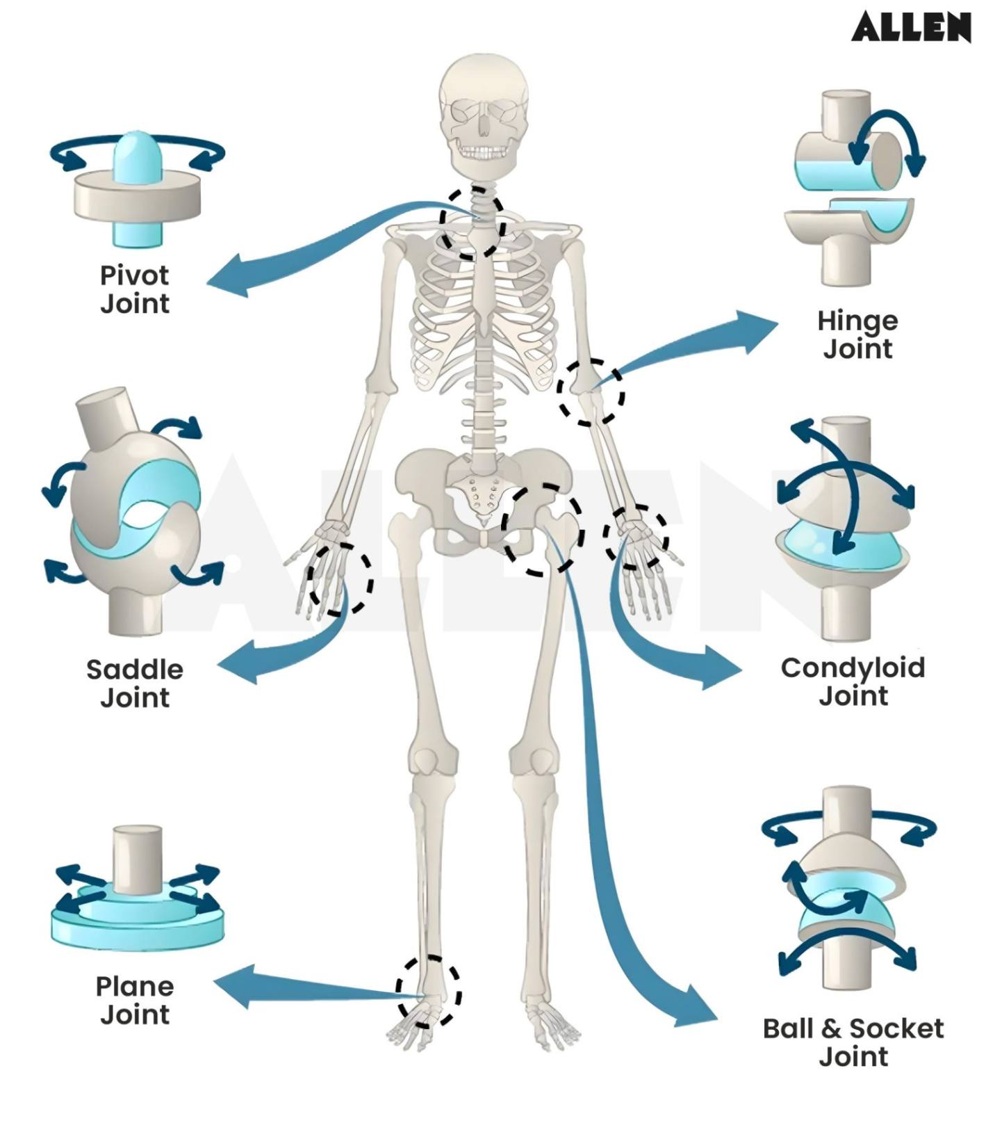 Locomotion and Movement: Types of Movements, Skeletal System and Disorders