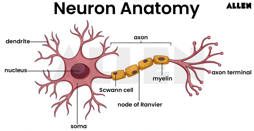 Understand the Neuron Structure, Function and Types