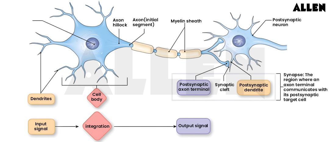 Understand the Neuron Structure, Function and Types