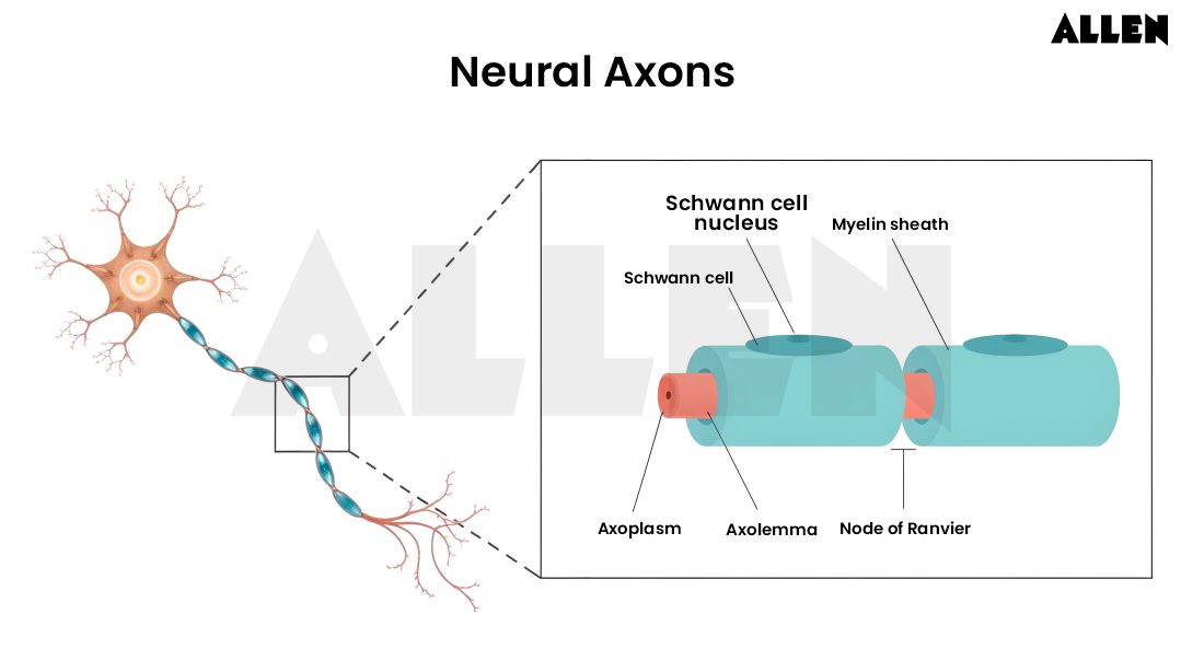 Understand the Neuron Structure, Function and Types