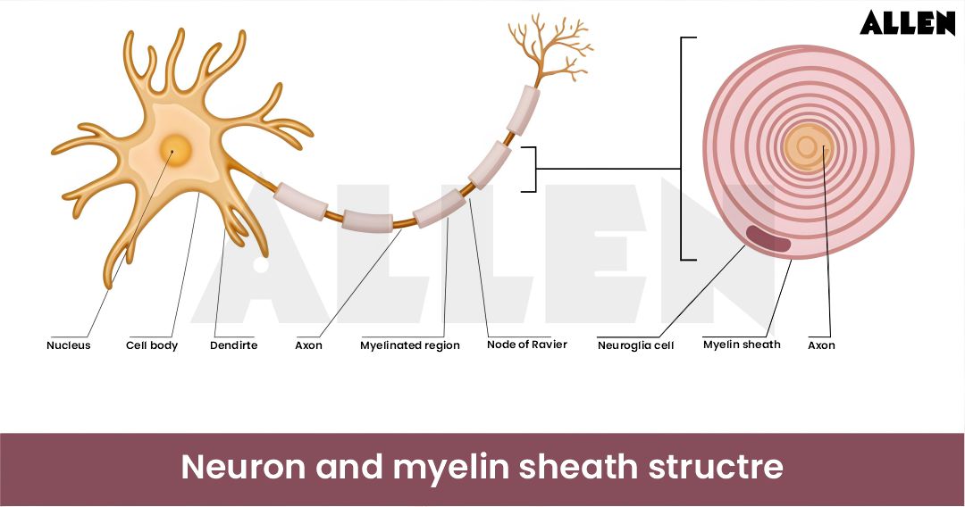 Understand the Neuron Structure, Function and Types