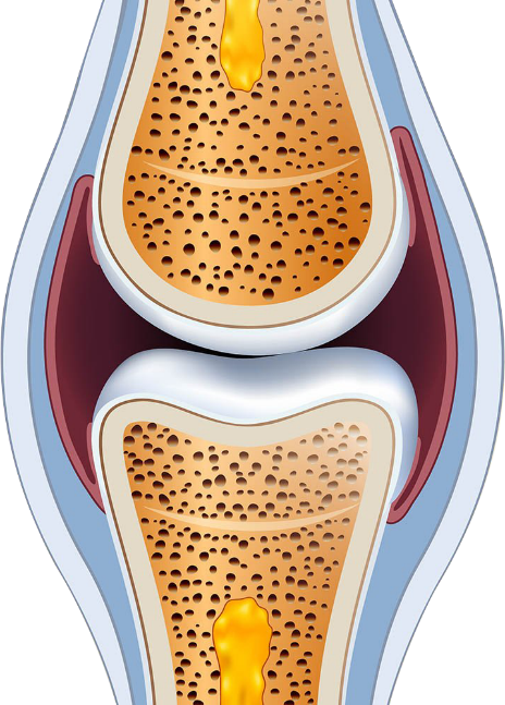 Understand Joints: Movement & Types (Fibrous, Cartilage, Synovial)