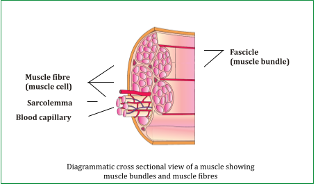 Muscle Types and Structure: Skeletal, Cardiac & Visceral