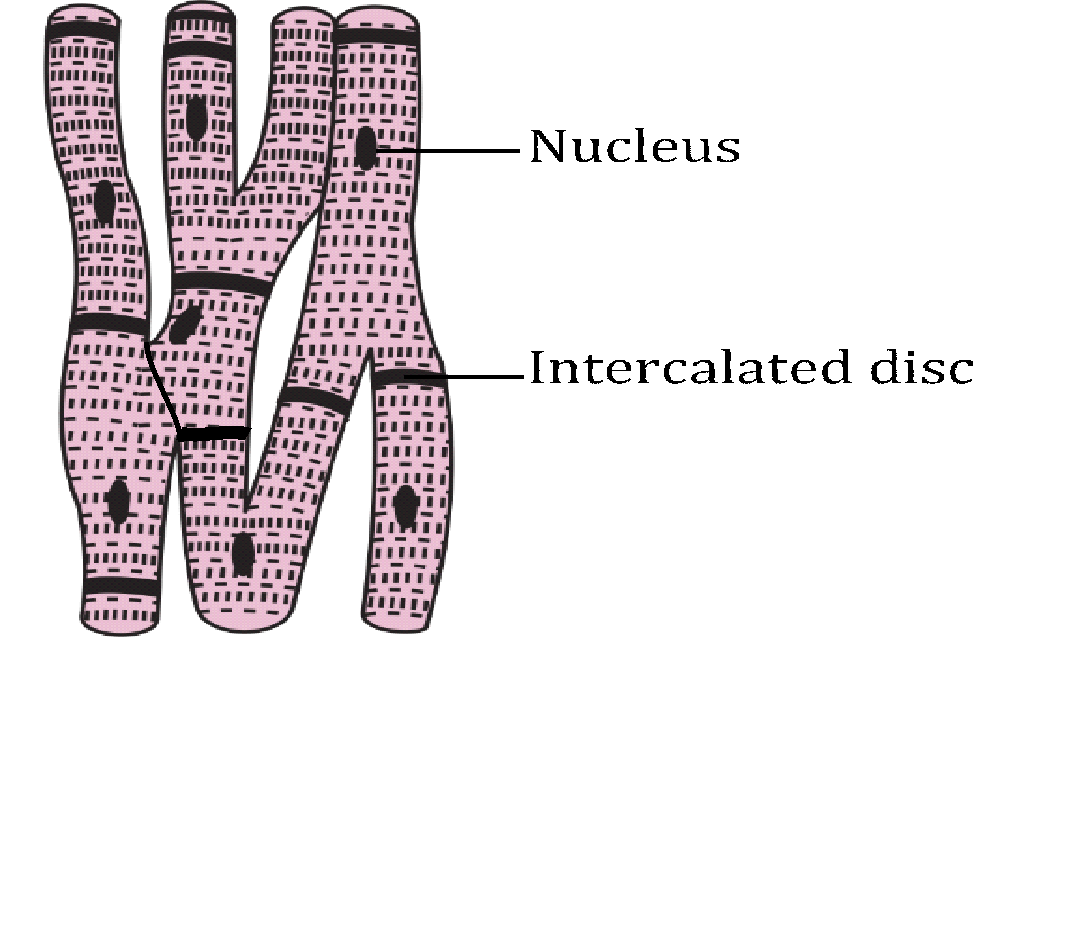 Muscle Types and Structure: Skeletal, Cardiac & Visceral