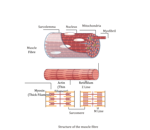 Muscle Types and Structure: Skeletal, Cardiac & Visceral