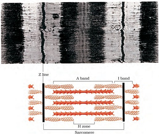 Muscle Types and Structure: Skeletal, Cardiac & Visceral