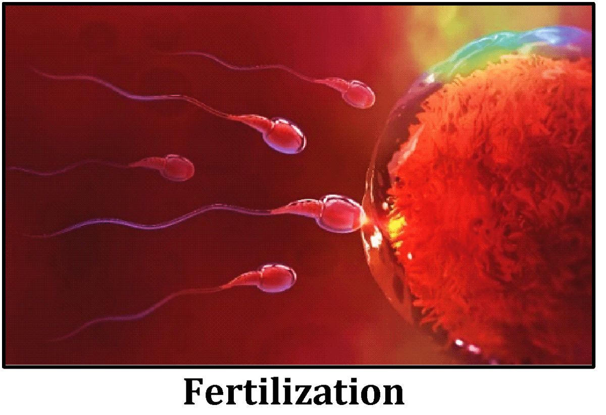 Human Female Reproductive System| Anatomy, Functions, and Key Processes