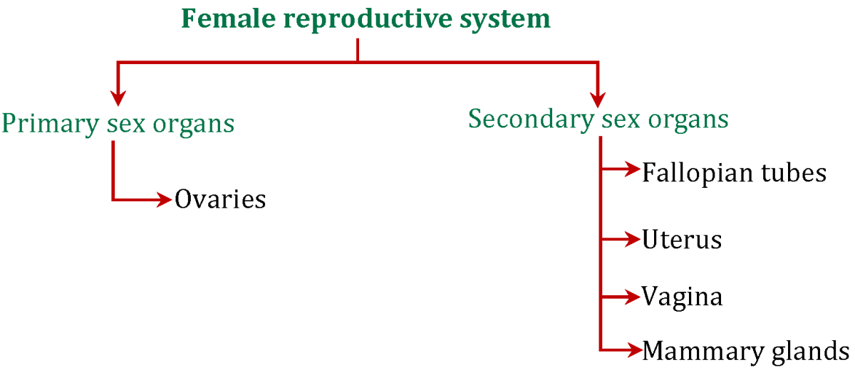 Human Female Reproductive System| Anatomy, Functions, and Key Processes