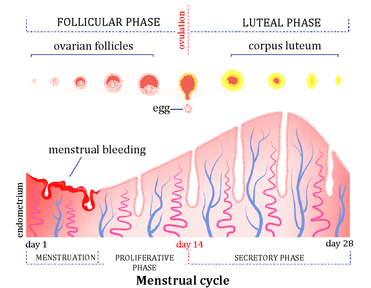 Human Female Reproductive System| Anatomy, Functions, and Key Processes
