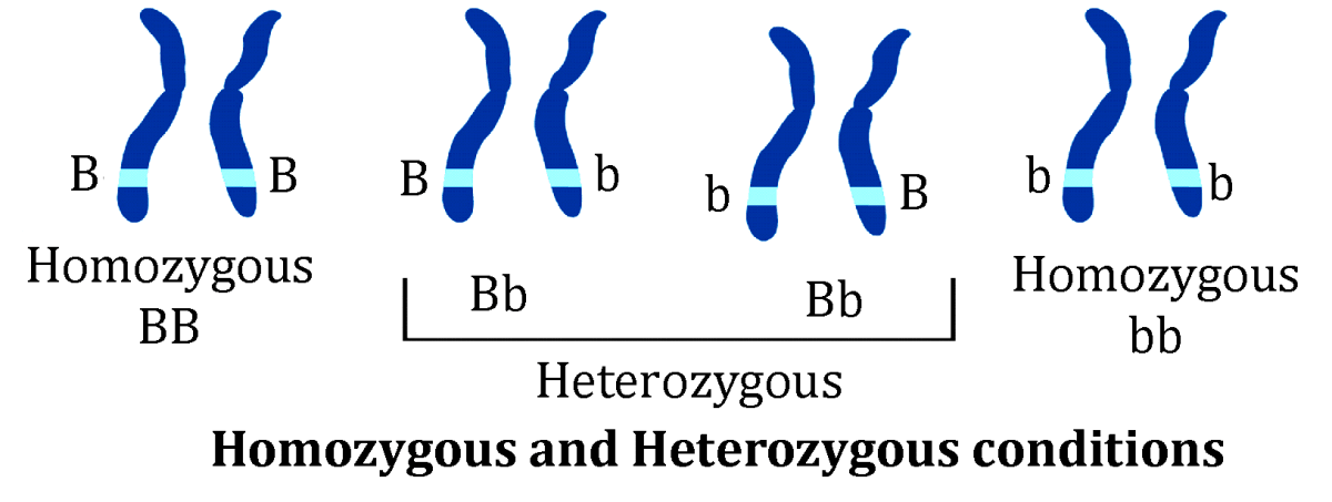 Understand Heredity and Variation| Genetics, Traits & Reproduction