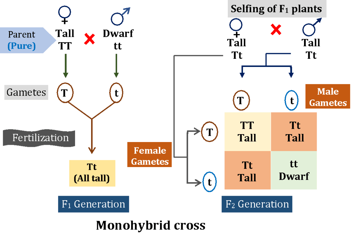 Mendel's Experiments| Father of Genetics & Laws of Inheritance