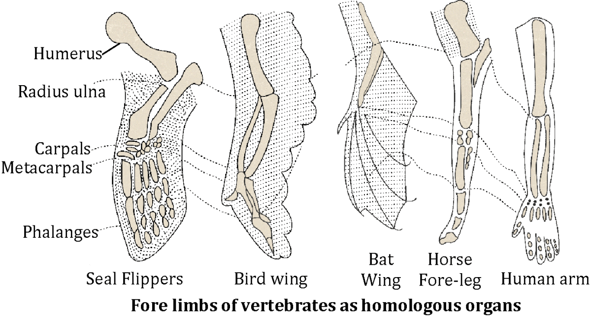Exploring Evolution and classification |Homology, Species and Speciation