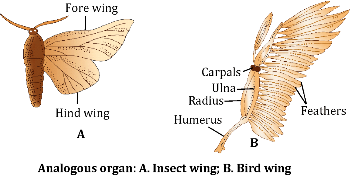 Exploring Evolution and classification |Homology, Species and Speciation