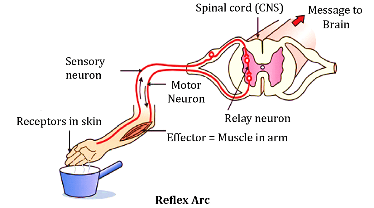 Understanding Reflex Action Types Reflex Arc And Examples