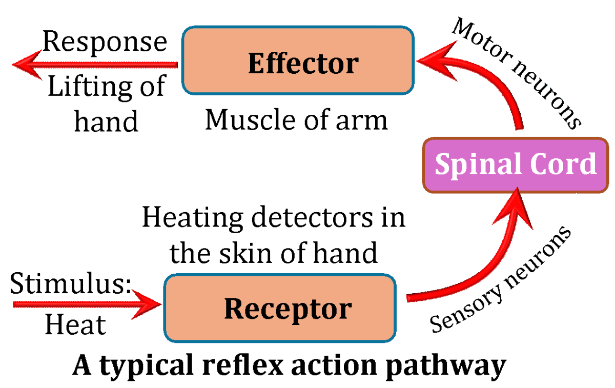 Understanding Reflex Action: Types, Reflex Arc, and Examples