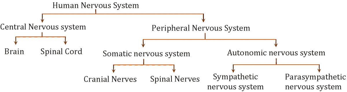 Human Nervous System Structure And Functions Explained Classification