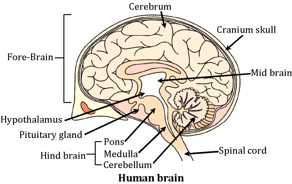 Vertebrate Nervous System| Structure, Types & Functions Explained