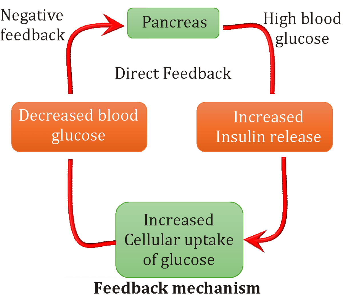 Endocrine Glands| Hormones, Functions, & Feedback Mechanisms Explained