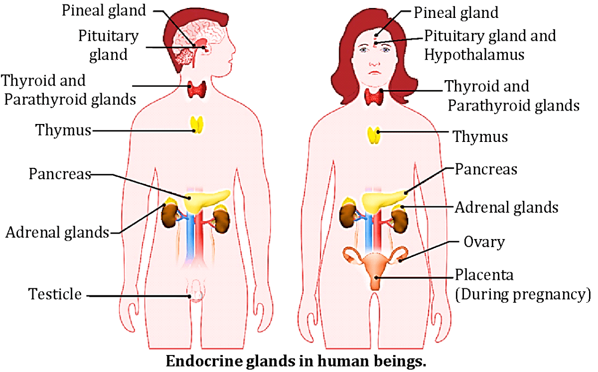 Endocrine Glands| Hormones, Functions, & Feedback Mechanisms Explained