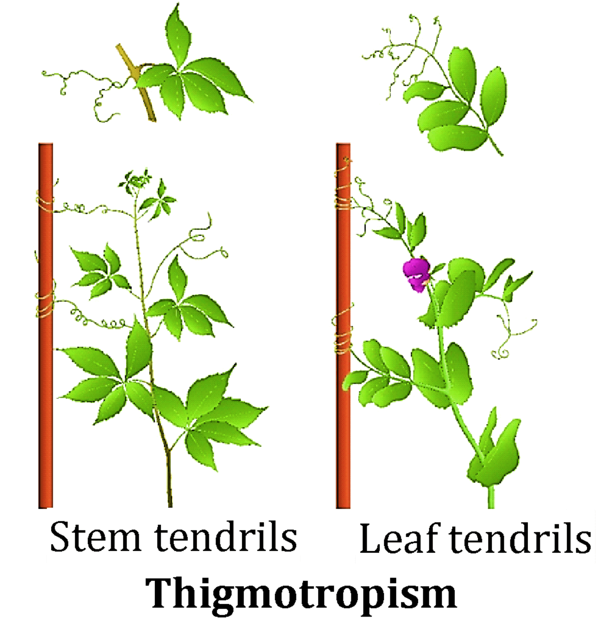 Movement in Plants|Classification,Types, Tropic & Nastic Movements ...
