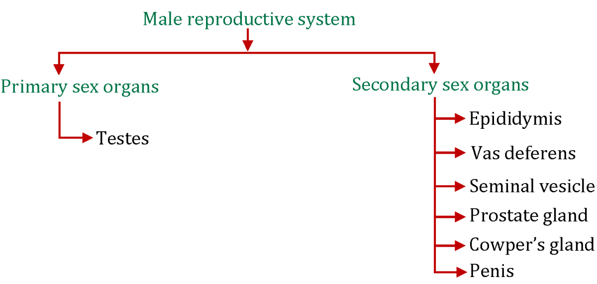 Human Male Reproductive System | Structure, Functions, and Puberty ...