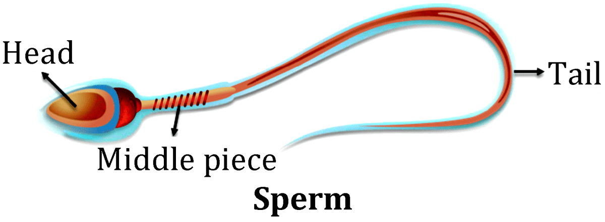 Human Male Reproductive System | Structure, Functions, and Puberty ...
