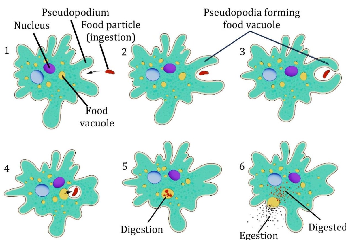 Nutrition in Animals: Essential Nutrients, Types and Process