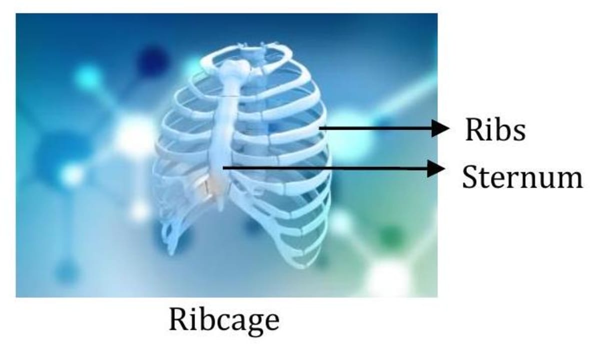 Body Movements: Types, Anatomy & Physiology