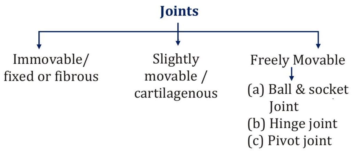 Body Movements: Types, Anatomy & Physiology