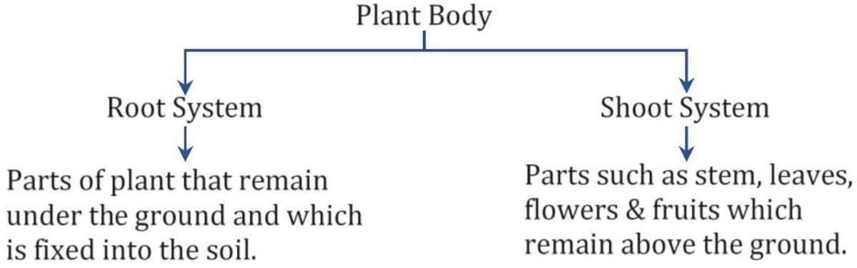 Getting to Know Plants: An Introduction to Plant Biology