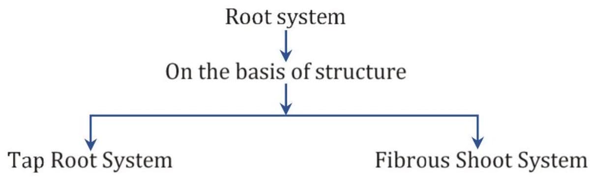 Getting to Know Plants: An Introduction to Plant Biology