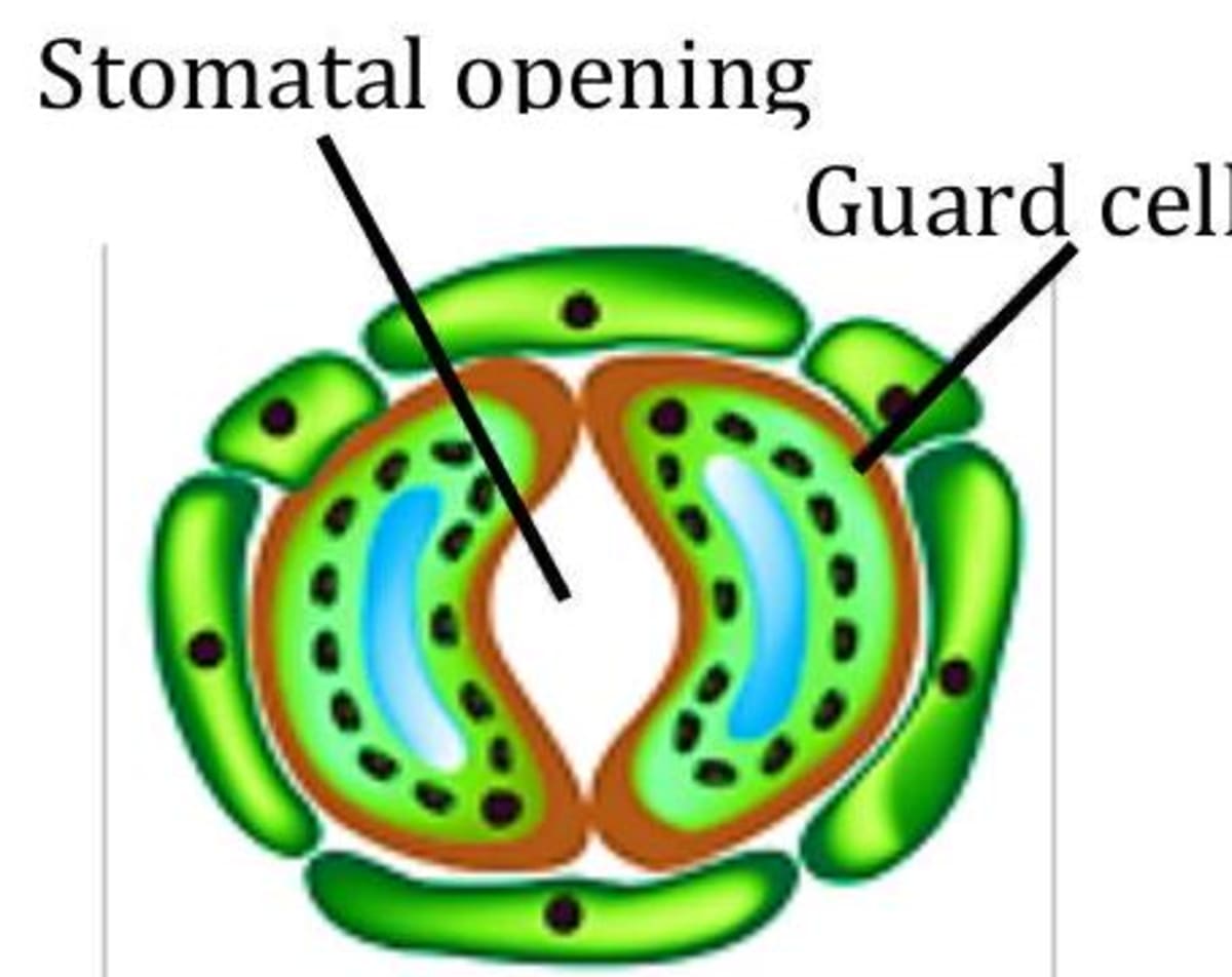 Getting to Know Plants: An Introduction to Plant Biology