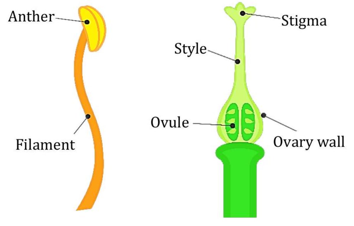 Getting to Know Plants: An Introduction to Plant Biology
