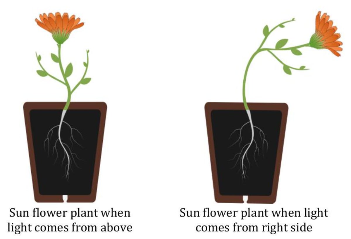 The Living Organisms: Understanding Their Characteristics and Habitats