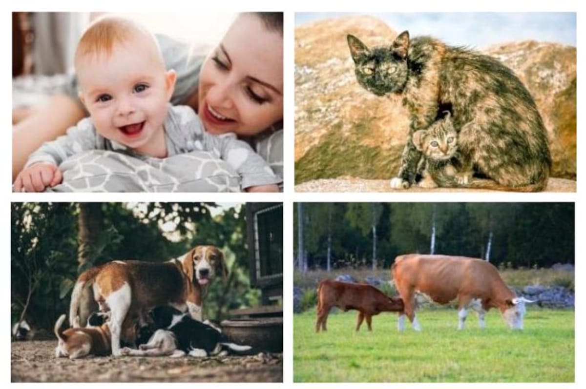 The Living Organisms: Understanding Their Characteristics and Habitats