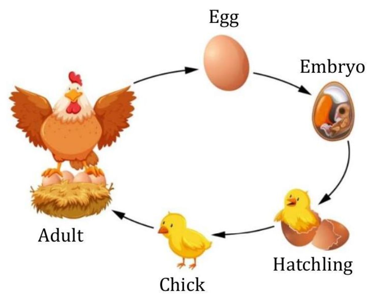 The Living Organisms: Understanding Their Characteristics and Habitats