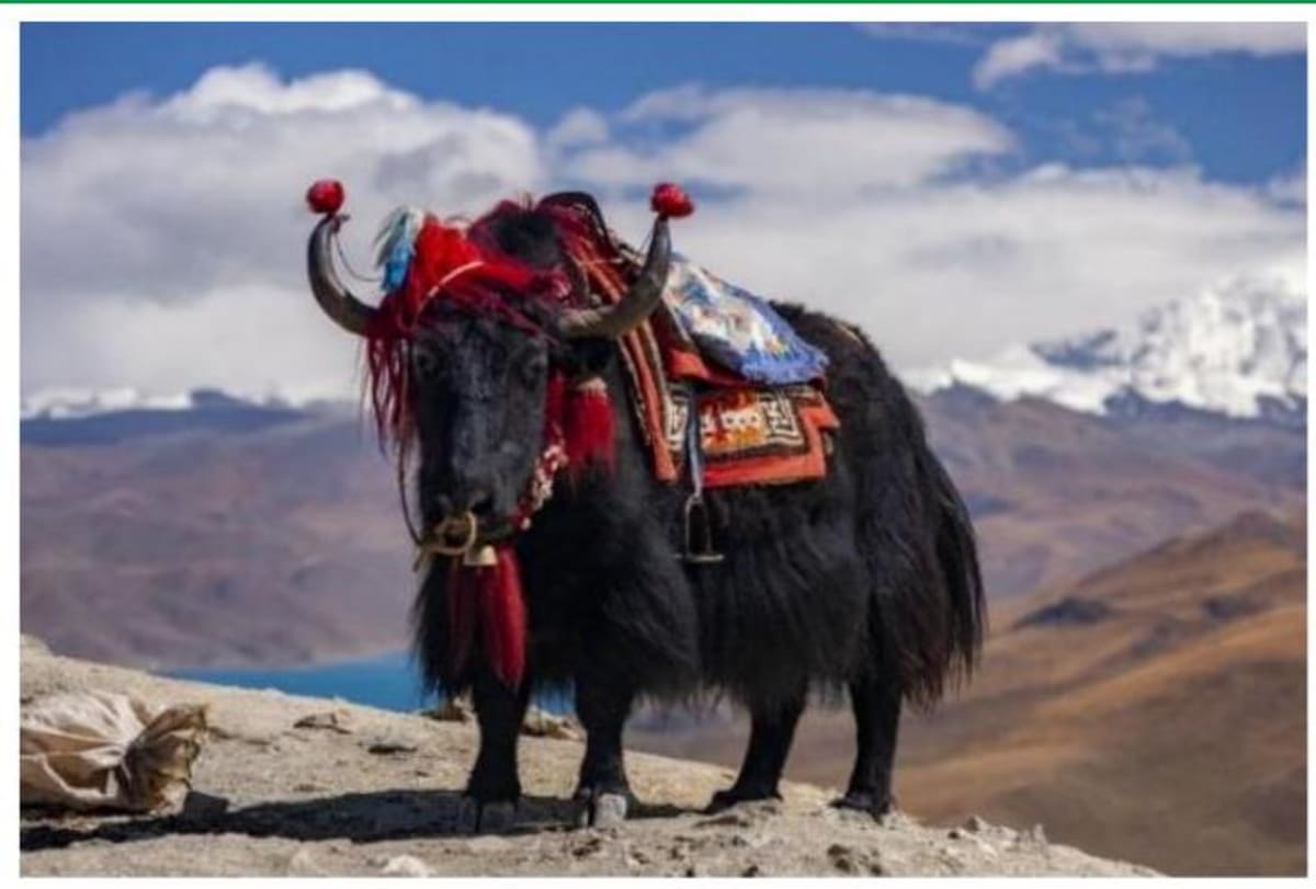 The Living Organisms: Understanding Their Characteristics and Habitats