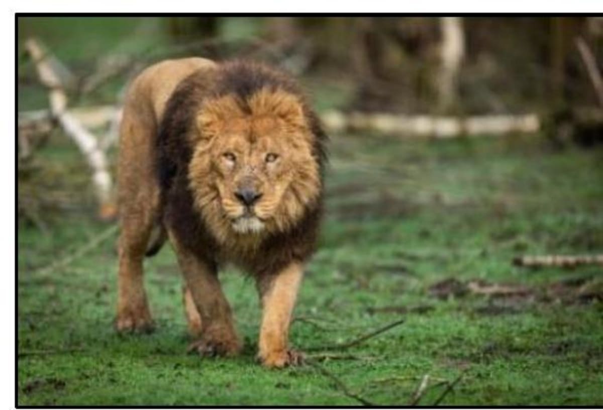 The Living Organisms: Understanding Their Characteristics and Habitats