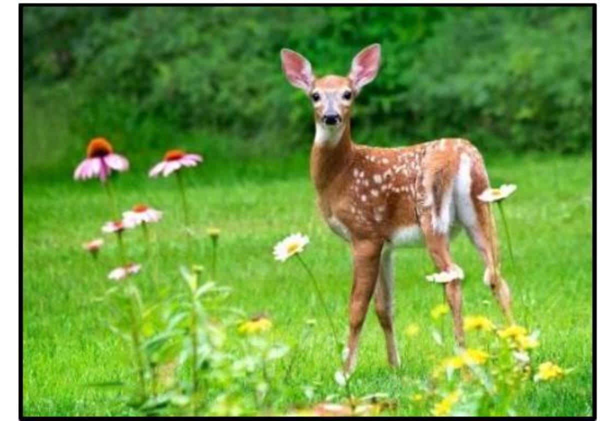 The Living Organisms: Understanding Their Characteristics and Habitats