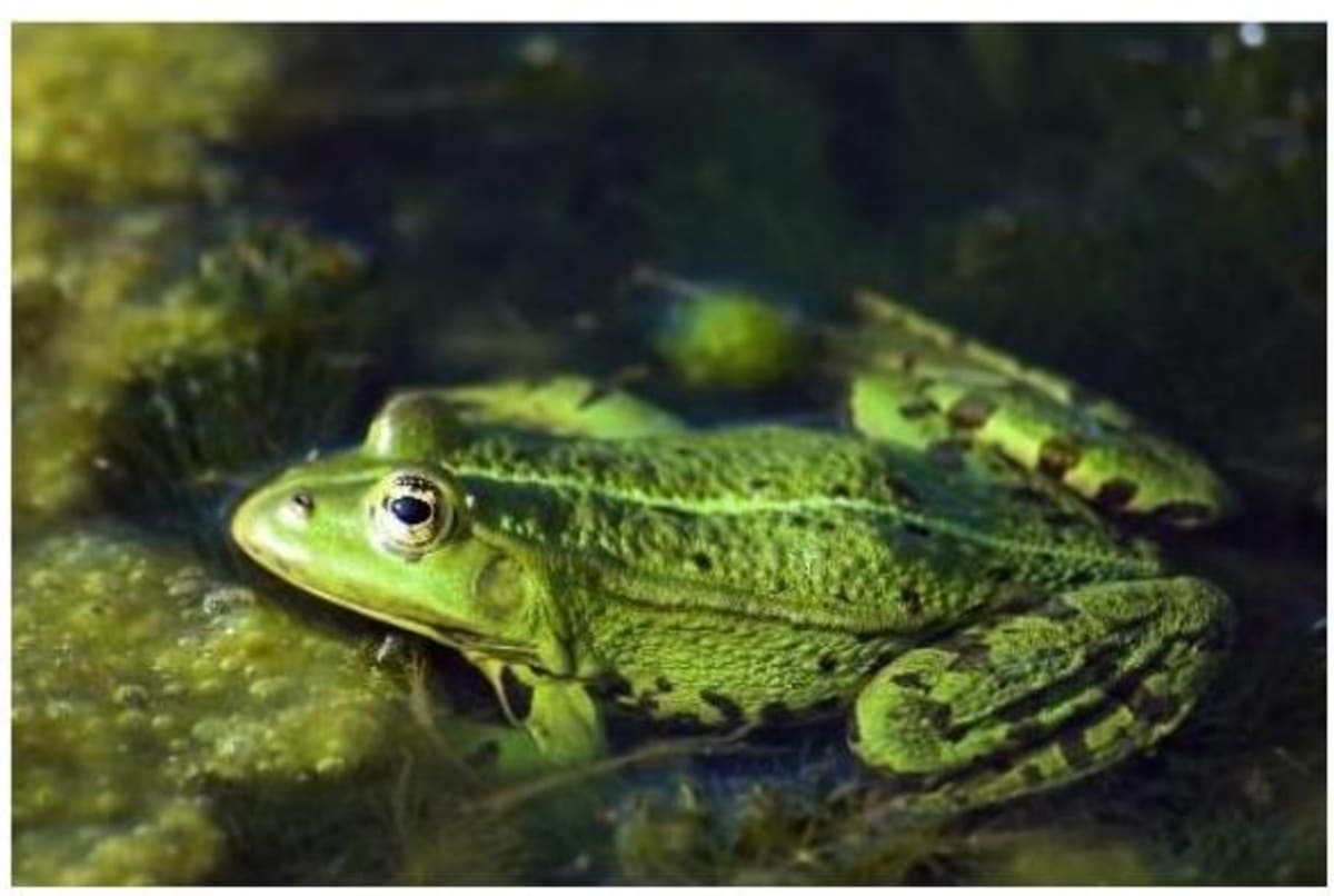 The Living Organisms: Understanding Their Characteristics and Habitats
