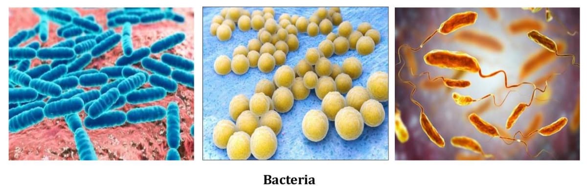 Microorganisms: Friend or Foe? Exploring the Dual Nature of Microbes