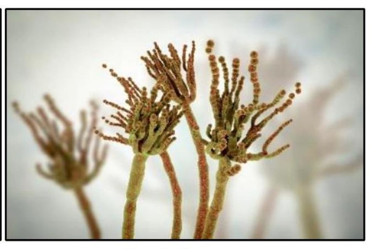 Microorganisms: Friend or Foe? Exploring the Dual Nature of Microbes