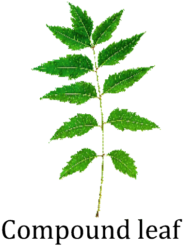 Class 6 - All About Leaves: Types, Venation & Modifications
