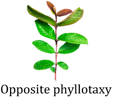 Class 6 - All About Leaves: Types, Venation & Modifications