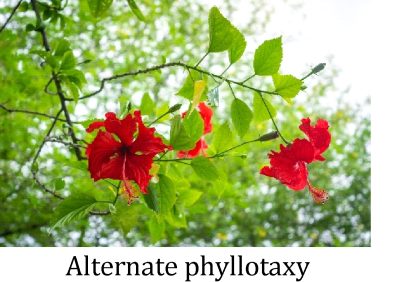 Class 6 - All About Leaves: Types, Venation & Modifications