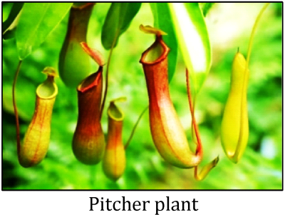 Class 6 - All About Leaves: Types, Venation & Modifications