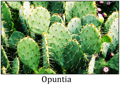 Class 6 - All About Leaves: Types, Venation & Modifications