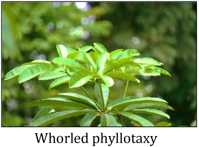 Class 6 - All About Leaves: Types, Venation & Modifications