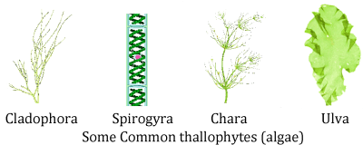 Plant Kingdom Classification