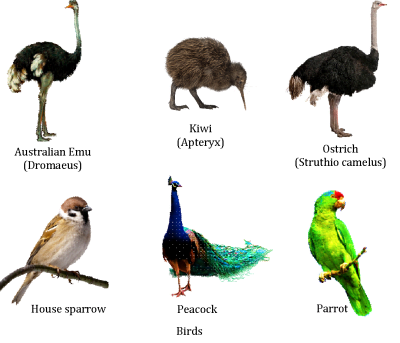 Phylum Chordata: Vertebrates & Invertebrates